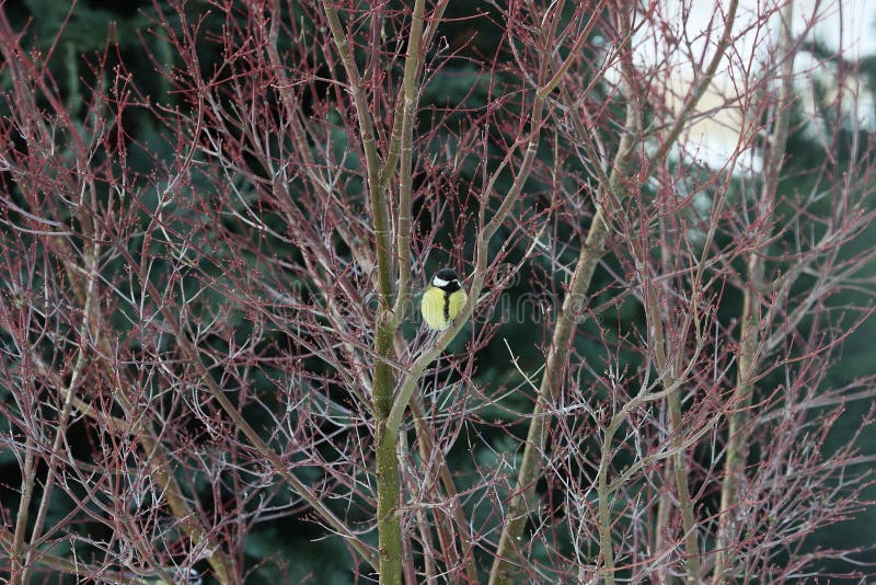 Nice Small Sparrow at Shrub Stock Photo - Image of golden, shrub: 242891558
