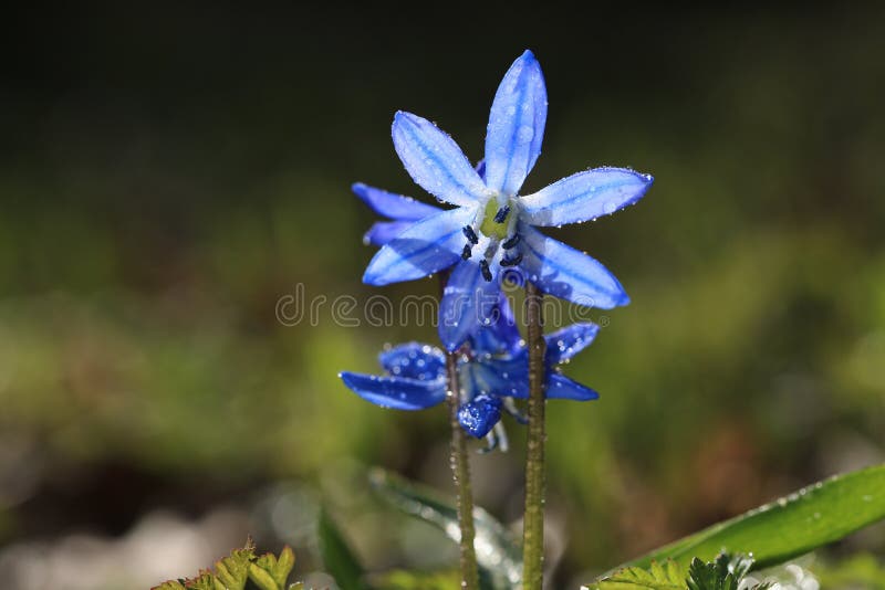 Nice Small Wild Flowers in Morning Sunlight Stock Photo - Image of ...