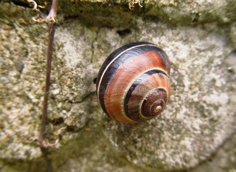 Nice snail stock photo. Image of colorful, gastropod - 55989794
