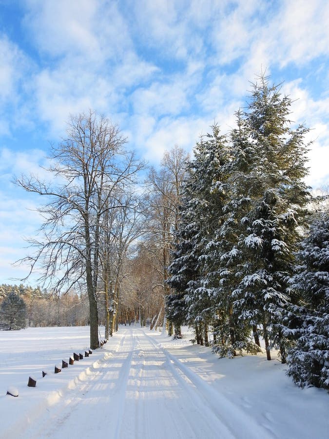 Road and Beautiful Snowy Trees in Winter, Lithuania Stock Image - Image ...