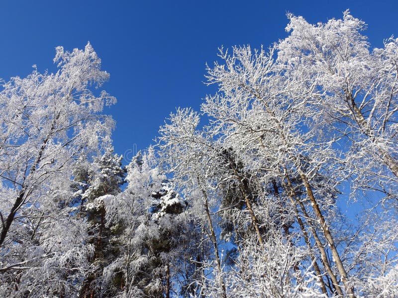 Beautiful Snowy Trees in Winter, Lithuania Stock Photo - Image of ...