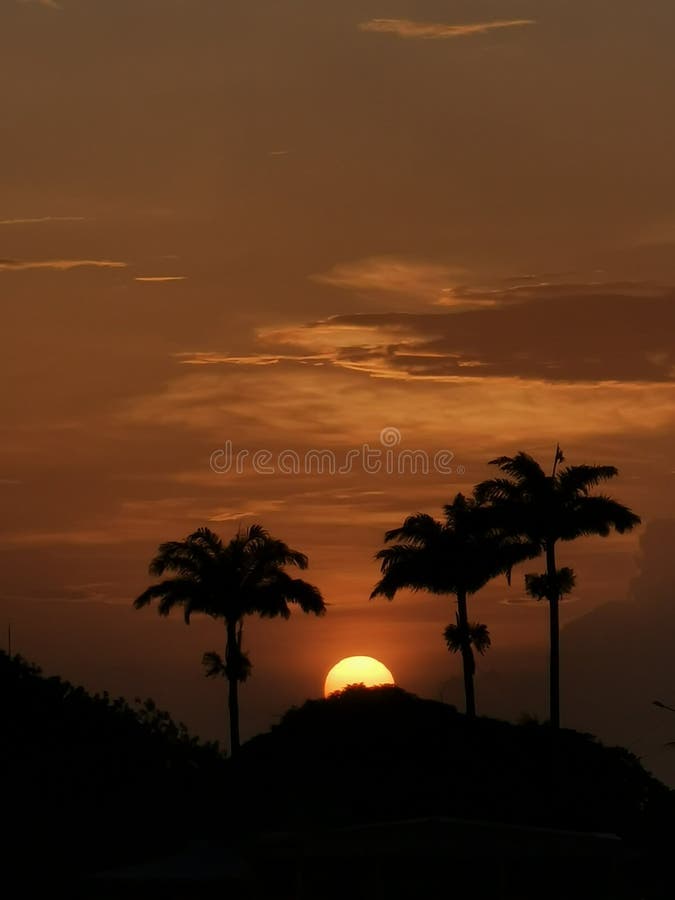 Nice Solid Sunset with Palm Trees and the Beautiful Sky on a Island ...