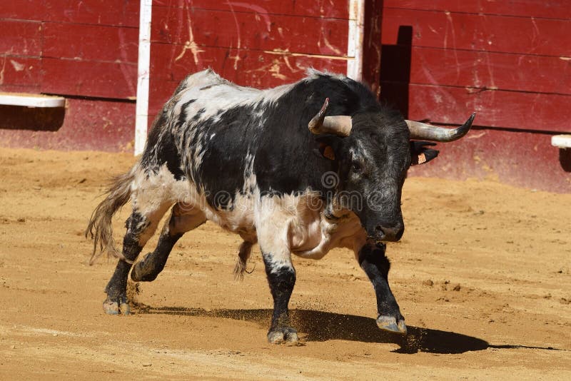 Nice Spanish Bull Running in the Field Stock Photo - Image of spanish ...