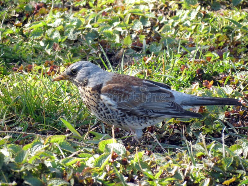 Nice Sparrow Bird on Spring Grass, Lithuania Stock Image - Image of ...