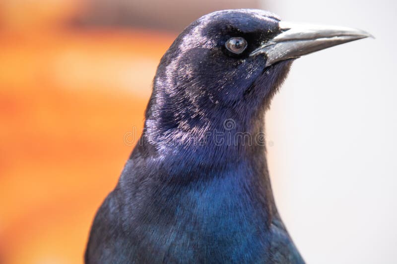 Nice Specimen of a Black Bird Stock Photo - Image of wild, wing: 271959528