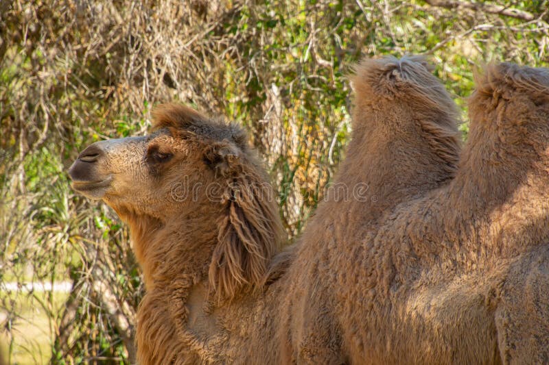 Nice specimen of camel stock photo. Image of wild, park - 272477174