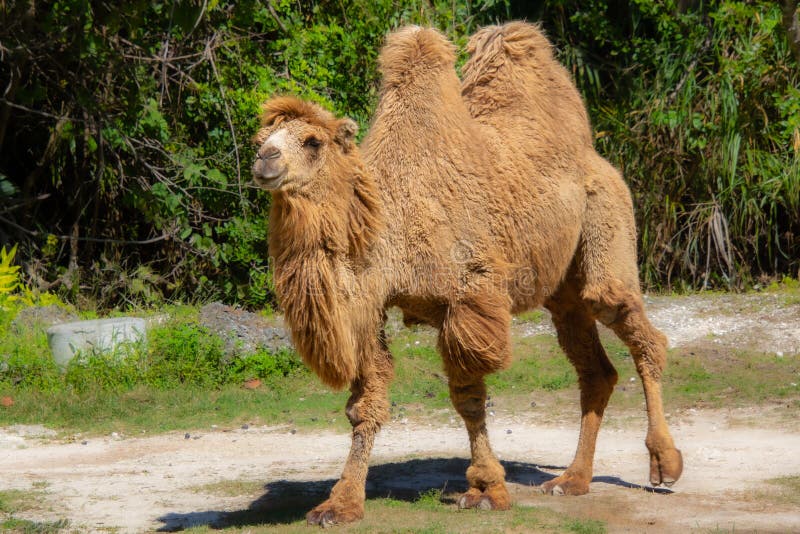 Nice specimen of camel stock photo. Image of nice, outdoor - 272477198