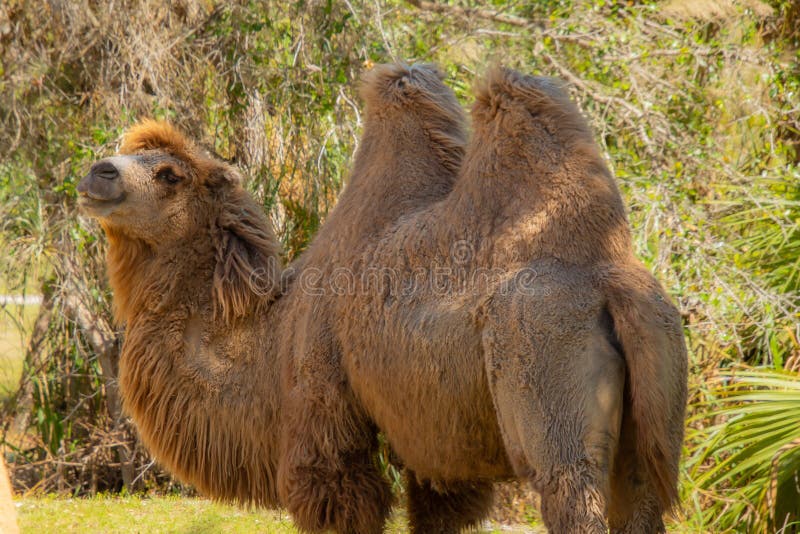 Camel at zoological garden stock photo. Image of green - 218645706
