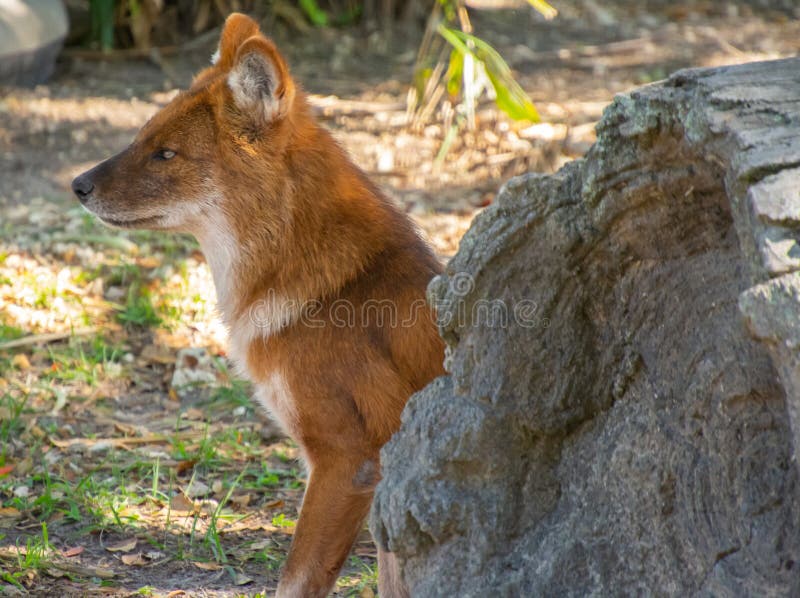 Nice specimen of dhole stock image. Image of zoological - 272477821