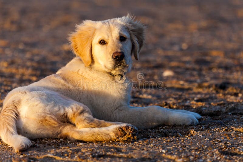 Golden Retriever stock image. Image of retriever, doggy - 208440407