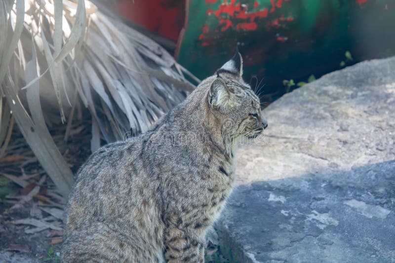 Nice specimen of lynx stock photo. Image of grass, park - 272477862