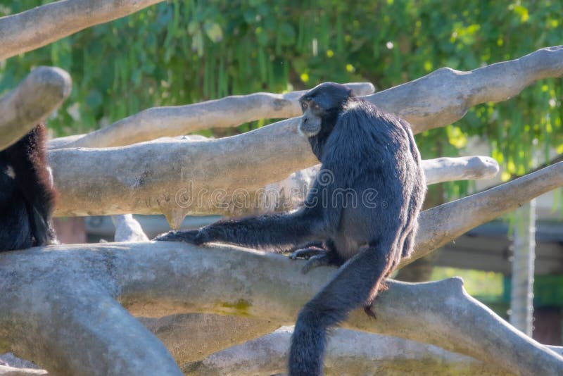 Nice specimen of monkey stock image. Image of nature - 272477997