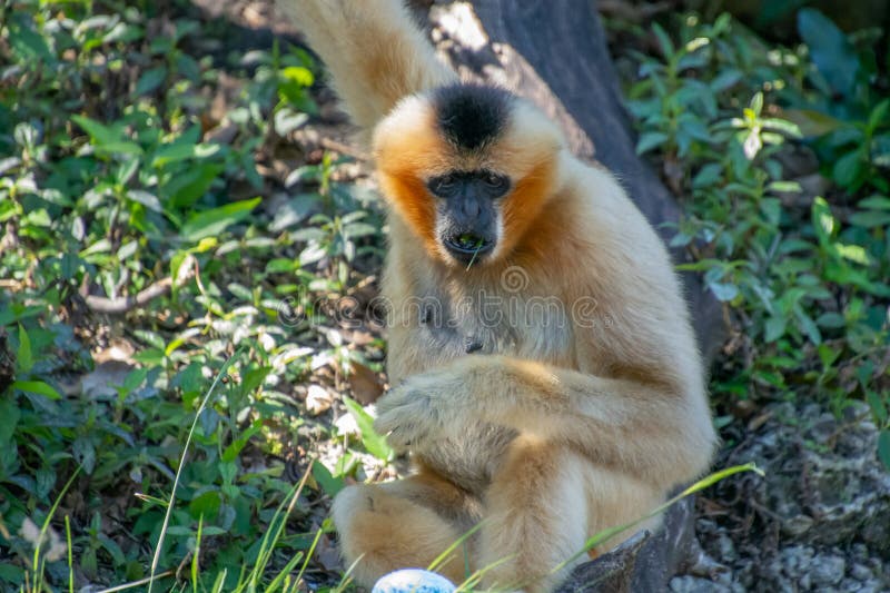 Nice specimen of monkey stock image. Image of pattern - 272477971