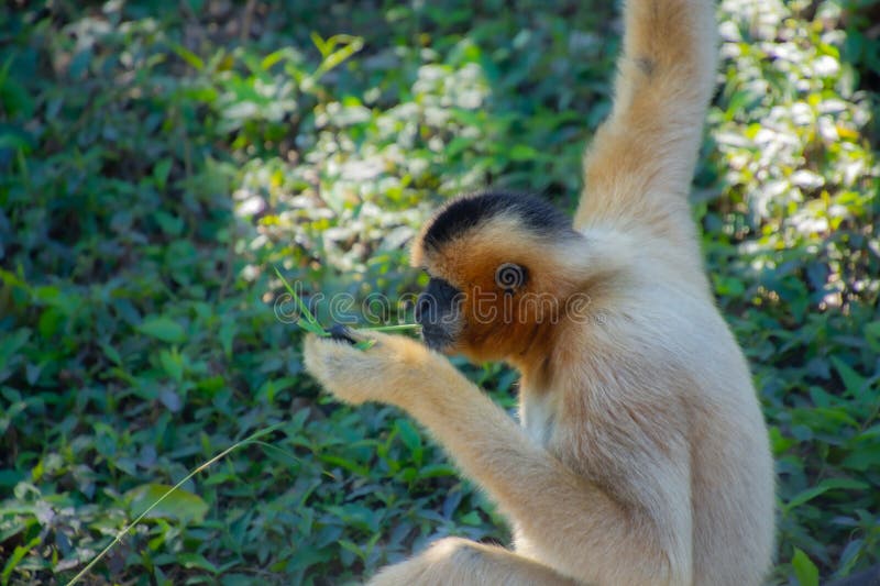 Nice specimen of monkey stock photo. Image of animal - 272478036