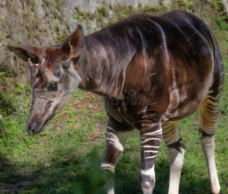 Nice specimen of okapi stock photo. Image of fauna, africa - 272478184