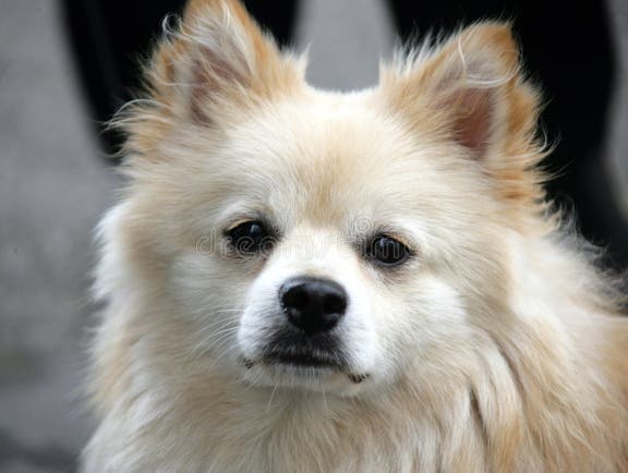 Nice spitz dog 2 stock image. Image of animals, bite, beige - 1101855