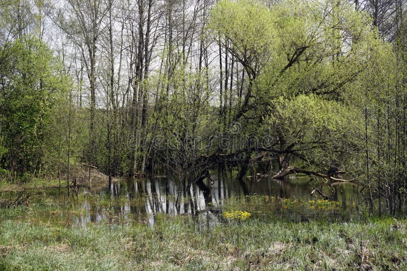 Nice Spring Day in May. in the Floodplain of the River Stock Photo ...