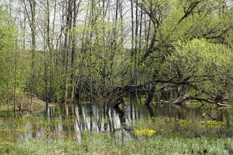 Nice Spring Day in May. in the Floodplain of the River Stock Image ...
