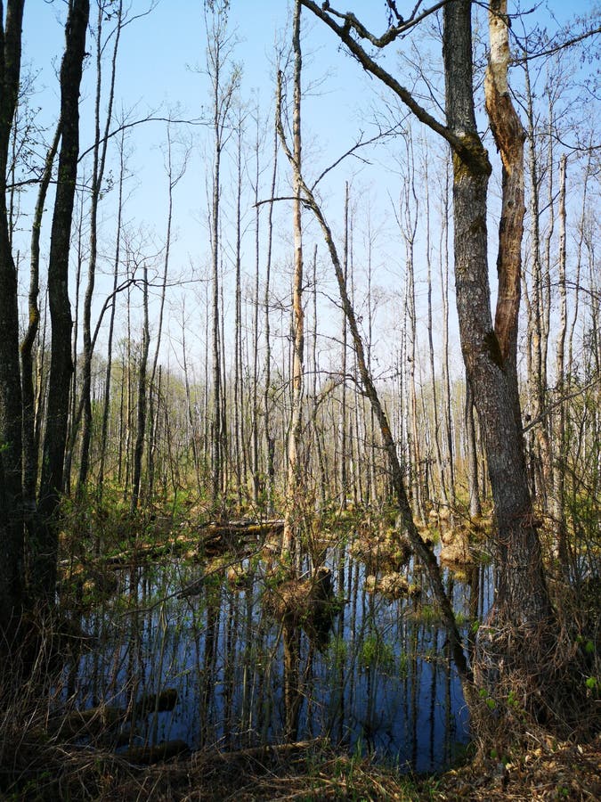 Nice spring day in a swamp stock image. Image of water - 146834771
