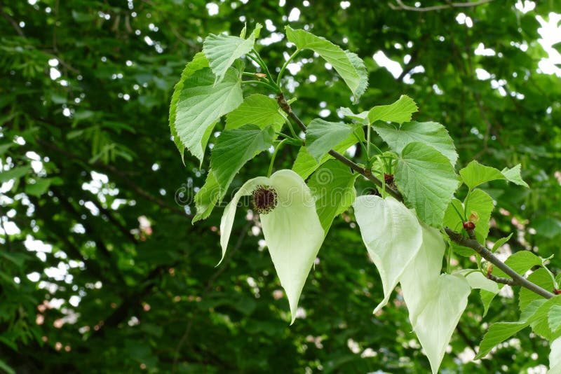 Dove tree stock image. Image of garden, involucrata - 117241851