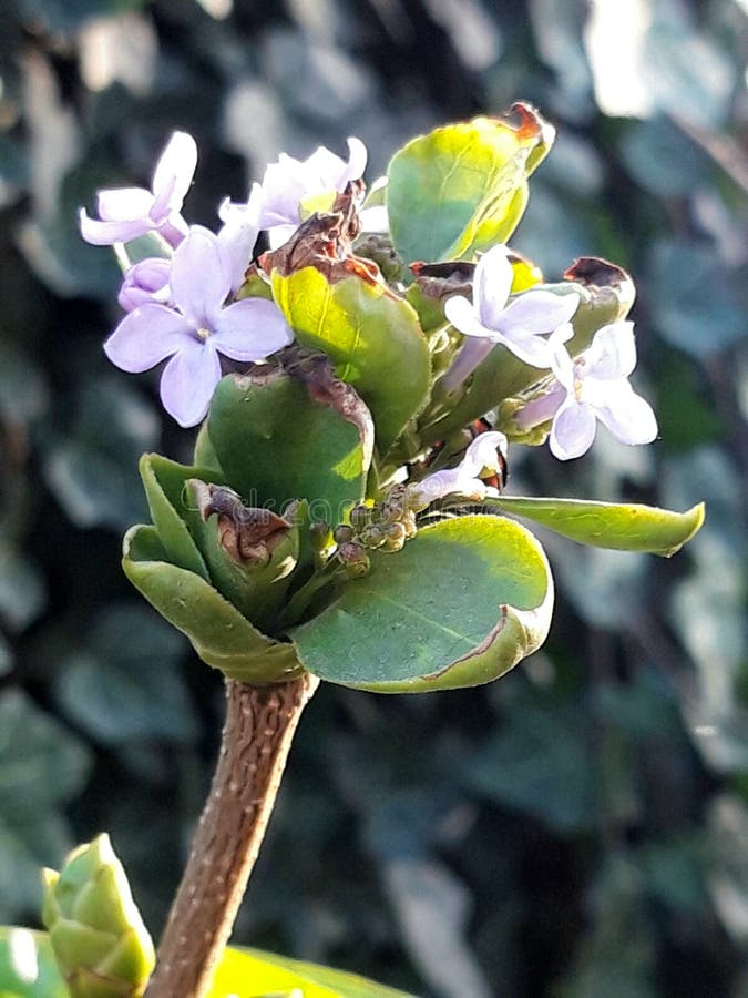 Nice spring flower stock photo. Image of sunnyday, white - 216036010