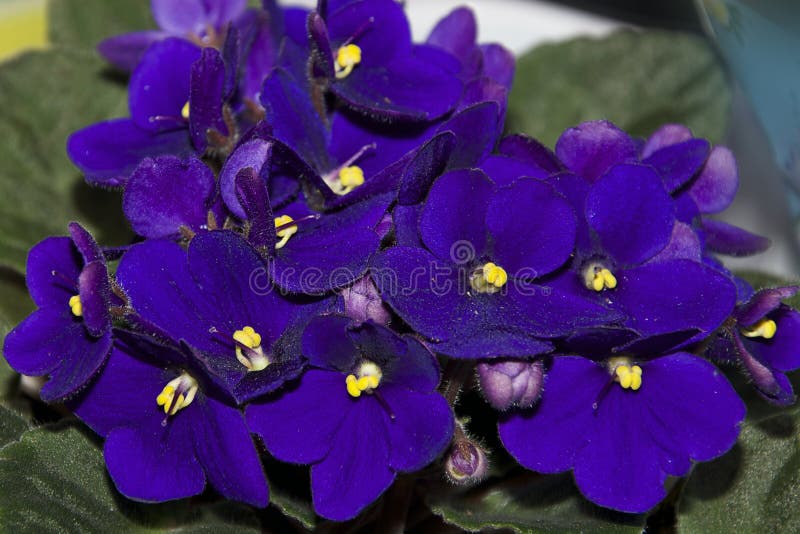 Nice spring flower stock image. Image of decorations - 86992605