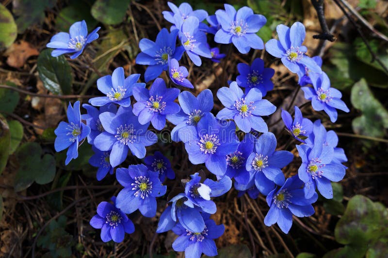 Nice spring flowers stock photo. Image of flowers, spring - 119784880