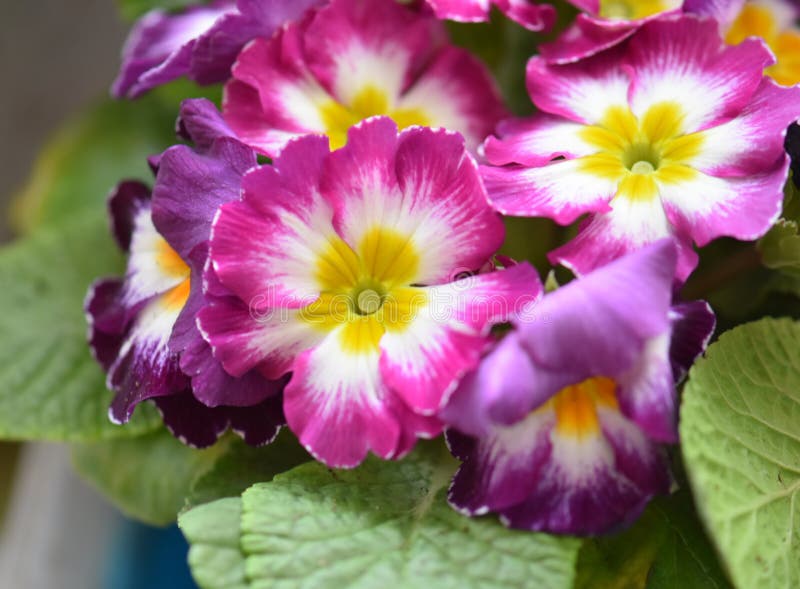 Nice spring flowers stock image. Image of pink, yellow - 141172817