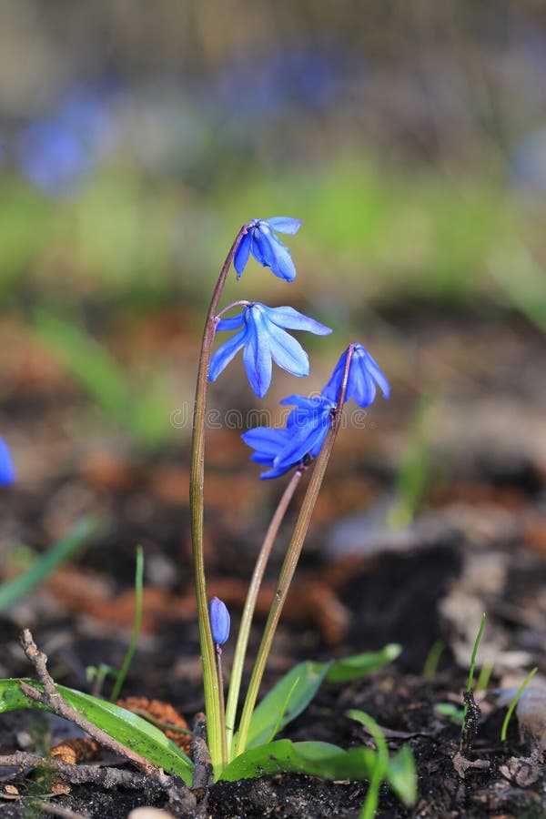 Nice Spring Flowers in Forest Stock Photo - Image of bifolia, grass ...