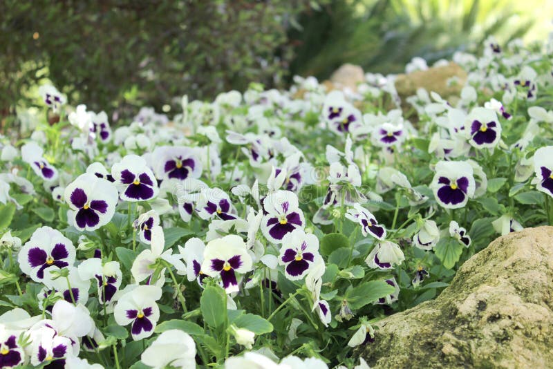 Nice spring flowers stock image. Image of spring, nice - 117069821