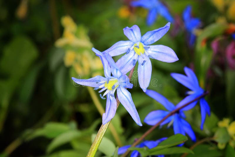 Nice spring flowers stock image. Image of color, easter - 52425231