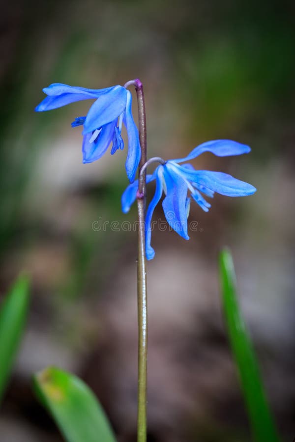 Nice spring flowers stock photo. Image of forest, flower - 67860878