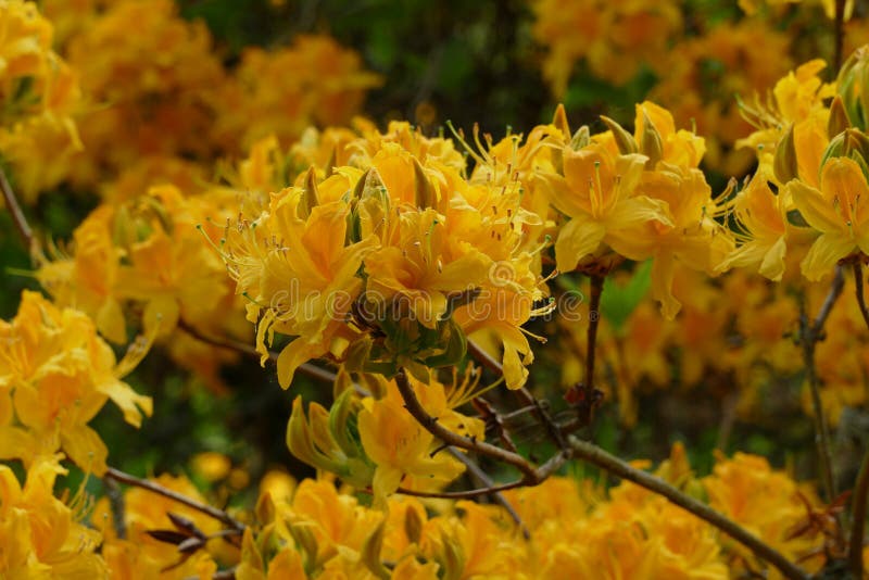 Yellow azalea stock image. Image of leaf, seasonal, bunch - 117241925