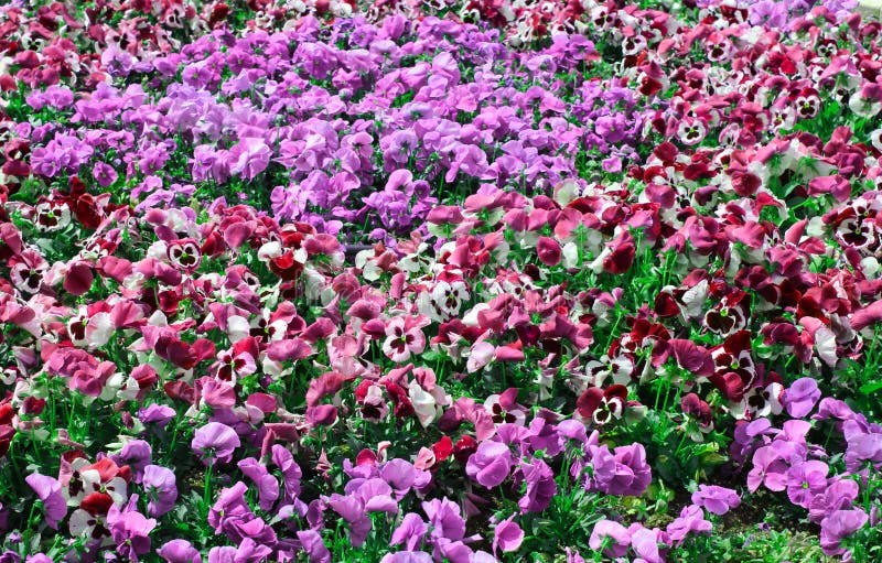 Nice spring garden stock image. Image of nice, color - 53034101