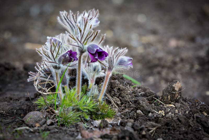 Nice spring pasque flowers stock photo. Image of natural - 143606376
