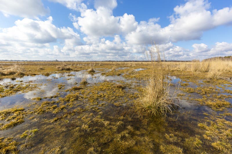 Nice spring scene on swamp stock image. Image of blue - 51296467