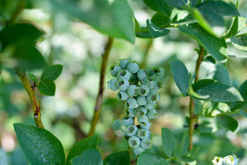 A Nice Still Green Bunch of Blueberries Stock Photo - Image of bilberry ...