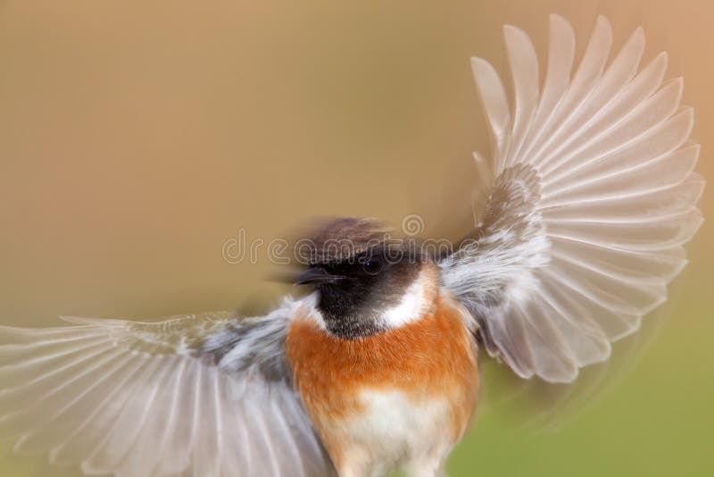 Nice Stonechat Male with Wings in Motion Stock Image - Image of ...