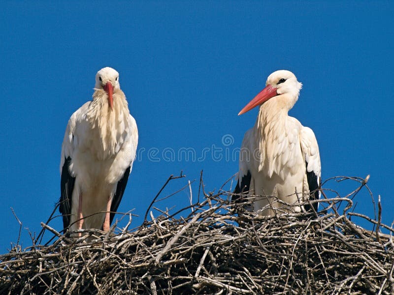 Stork Couple in a Nest in Front of Blue Sky Stock Photo - Image of ...