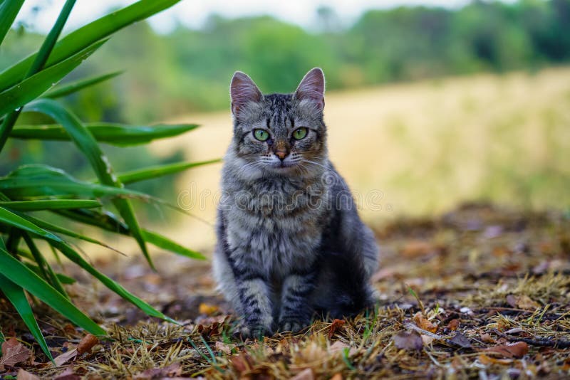 Nice Stray Cat in the Field Looking at the Camera Quietly. Stock Image ...