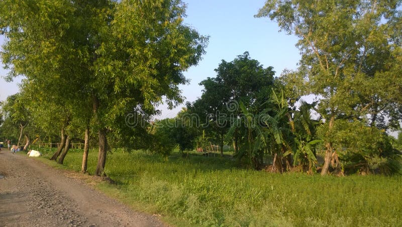 Street and tree stock image. Image of street, tree, nature - 106439731