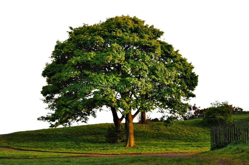 Nice strong tree stock image. Image of country, green - 14503977