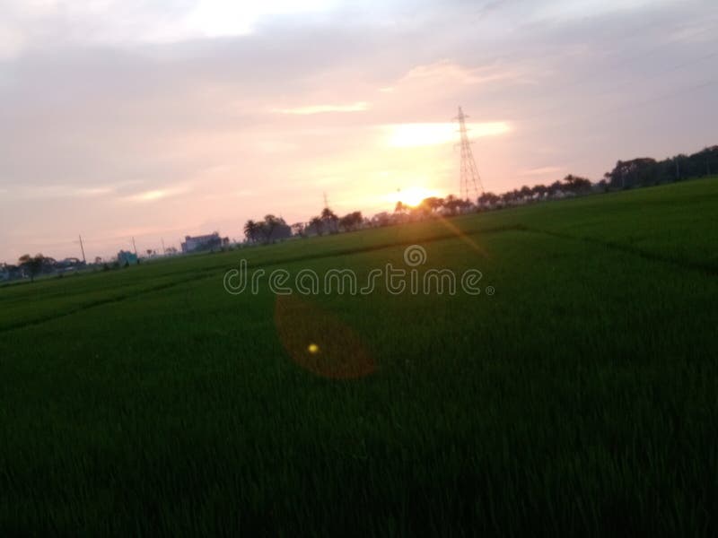 The nice sun stock image. Image of dusk, lawn, evening - 199016065