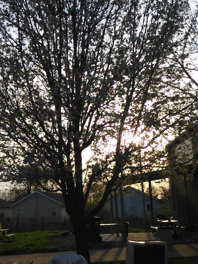 Early spring stock image. Image of spring, early, nice - 115343673