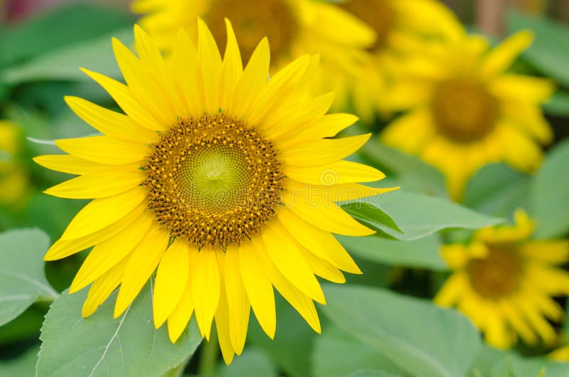 Nice sunflower stock photo. Image of multicolored, home - 76721718