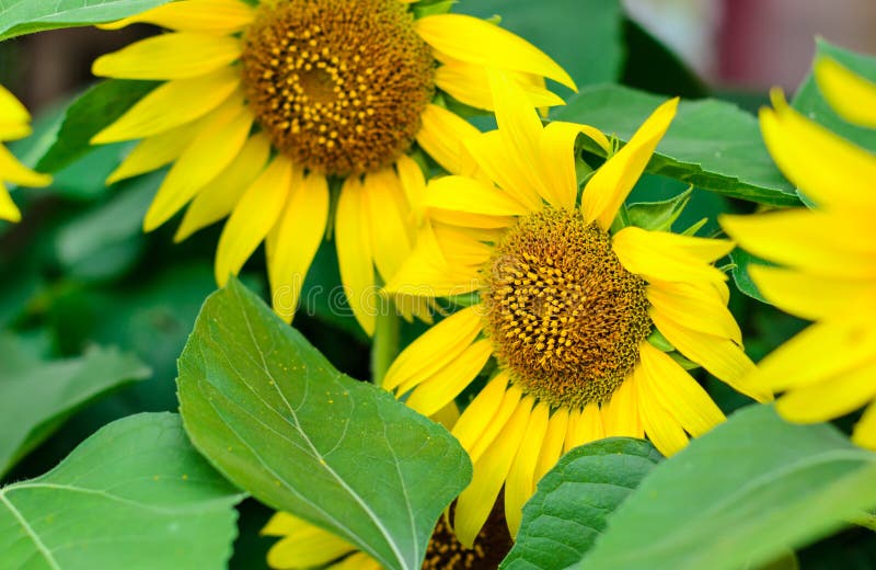 Nice sunflower stock photo. Image of multicolored, home - 76721718