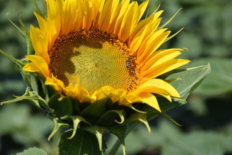 Nice sunflower stock image. Image of garden, spring, blue - 78768749