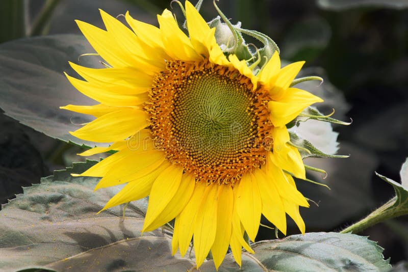 Nice sunflower stock image. Image of colorful, green - 77317061