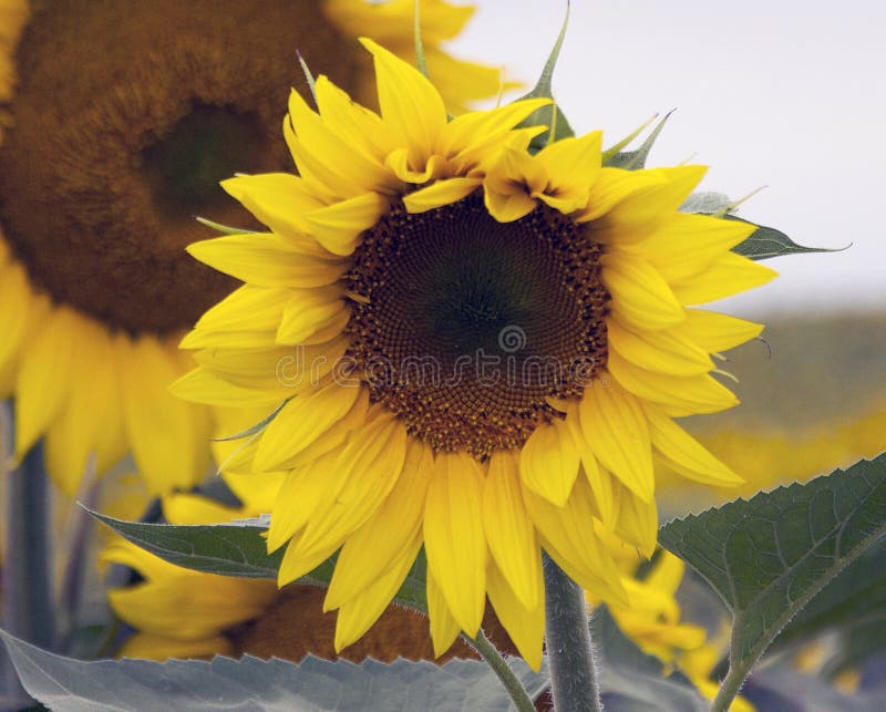 Nice sunflower stock photo. Image of multicolored, home - 76721718