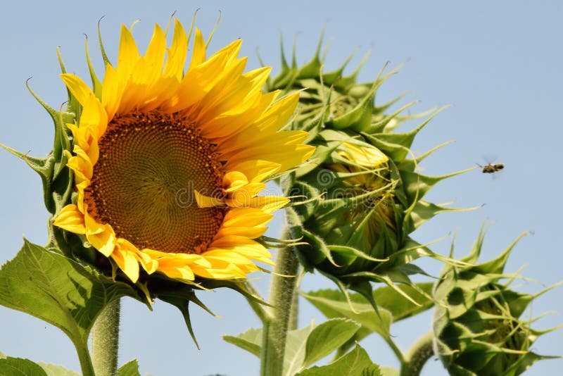 Nice sunflower stock image. Image of garden, spring, blue - 78768749